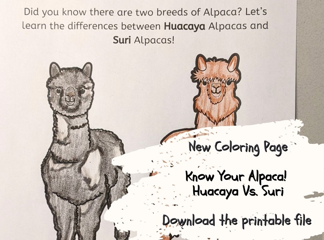 NEW Downloadable Content: Know Your Alpacas! Coloring Page